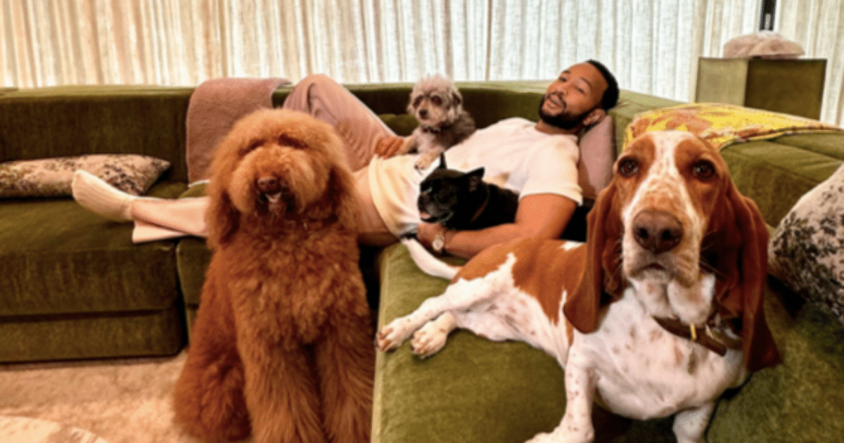 Chrissy Teigen & John Legend's Dogs Pearl, Penny, & Petey: Breed, Age ...