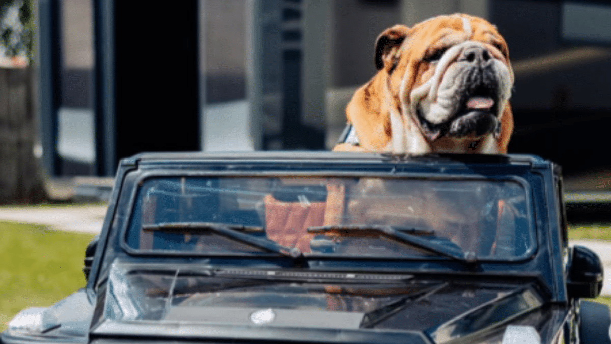 Lewis Hamilton's Dog Roscoe: Breed, Age, and More - DogTime