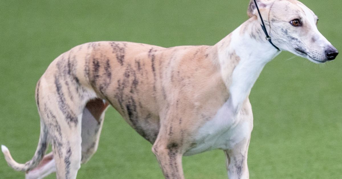 Crufts 2025 Winner Miuccia: Whippet's Age, Birthday, Parents & More - DogTime