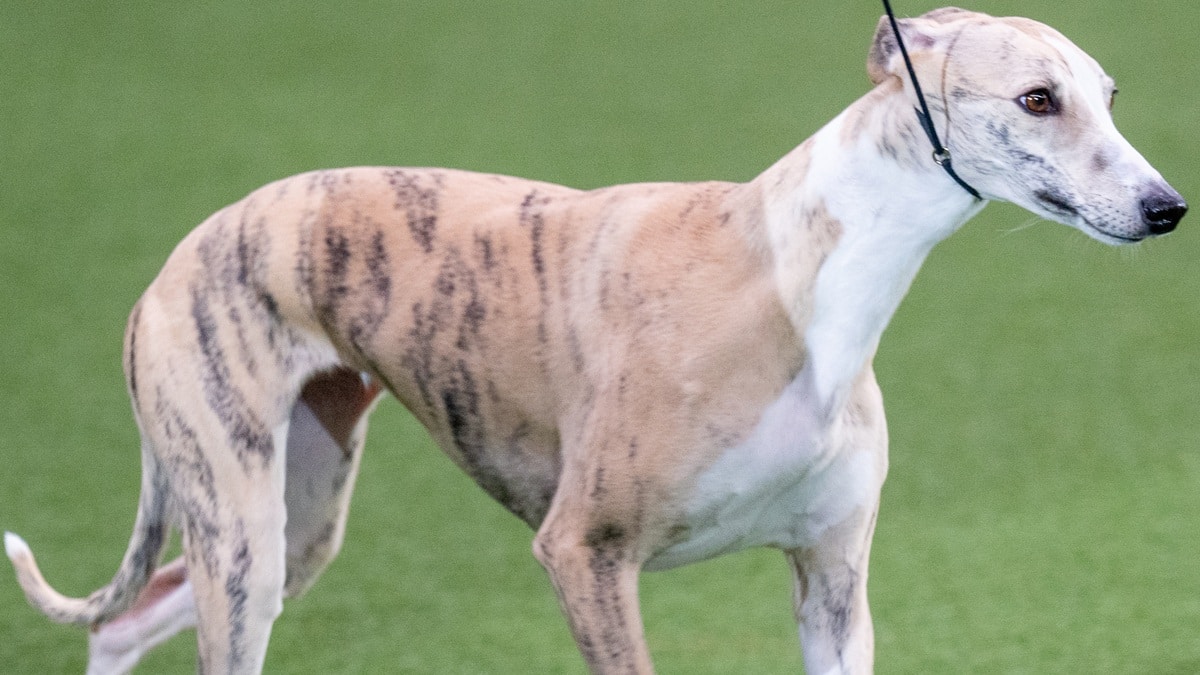 Crufts 2025 Winner Miuccia: Whippet's Age, Birthday, Parents & More - DogTime