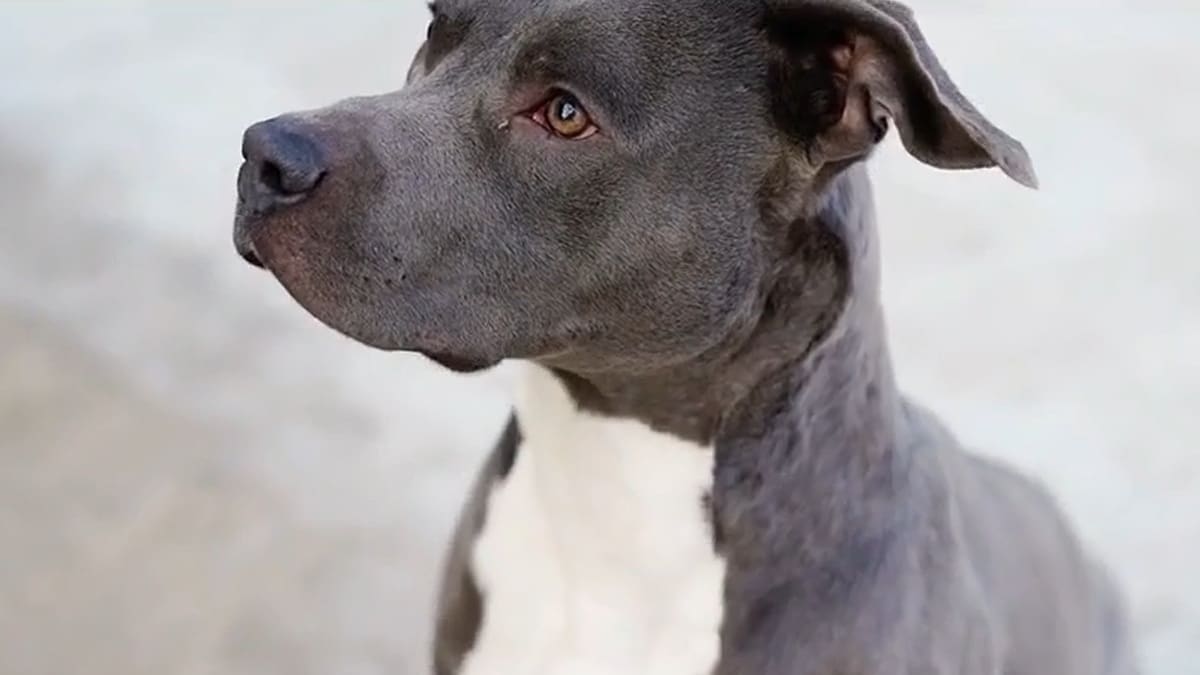 What Happened to the Man Who Got Shot by a Dog? - DogTime