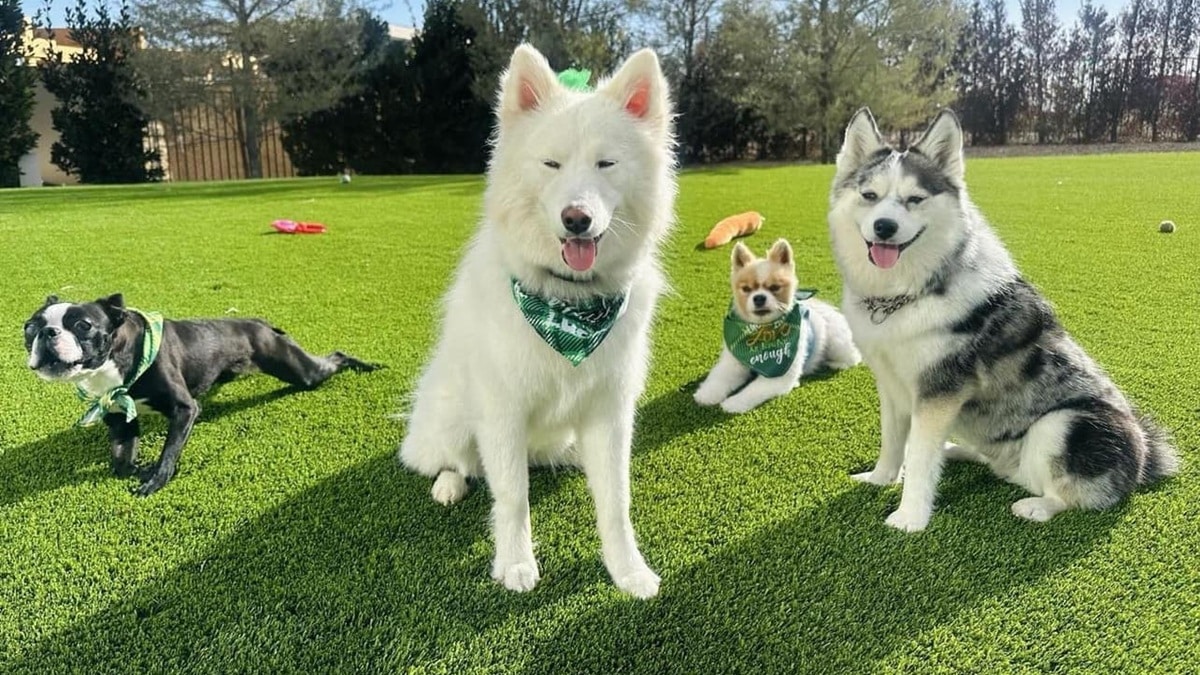 Mark Wahlberg Loves Canine Co-Star From ‘Arthur the King'