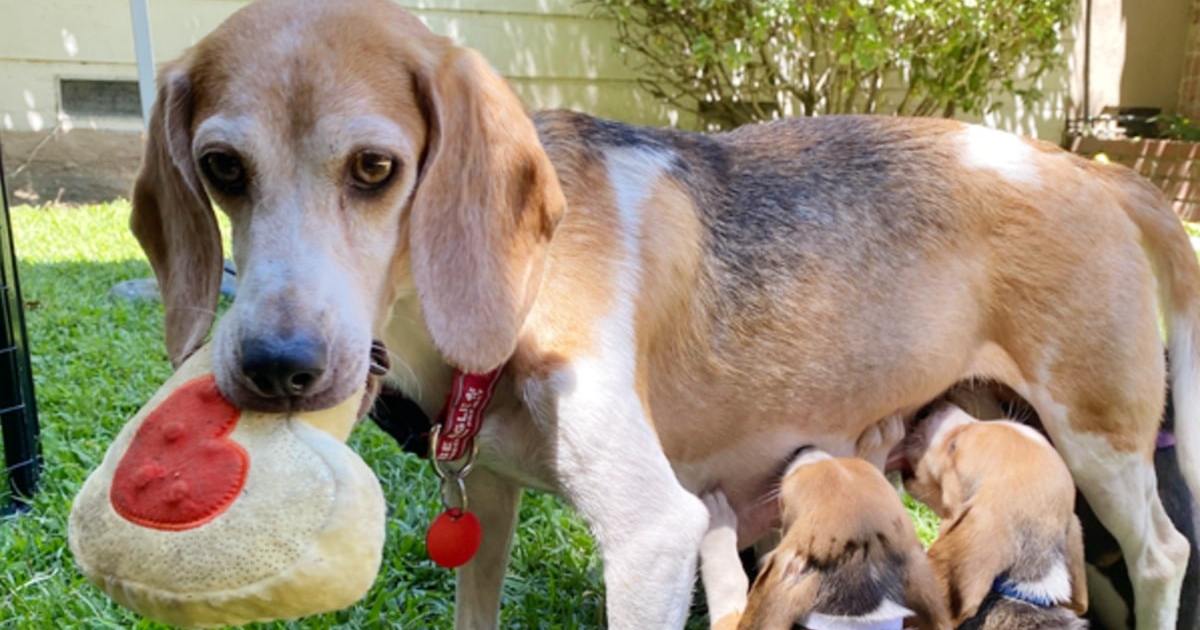 Prince Harry and Meghan Markle's Dog Mamma Mia: Age, Breed & More - DogTime
