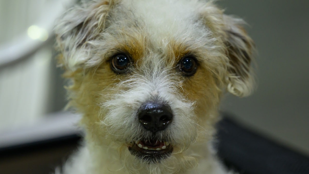 Queen Camilla's Dog Moley: Age, Breed & More - DogTime