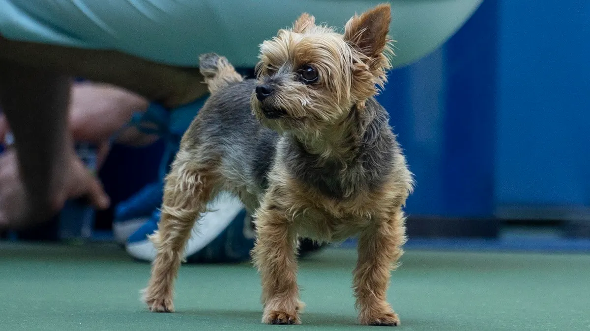 Serena Williams' Dog Christopher 'Chip' Rafael Nadal: Age, Breed & More ...