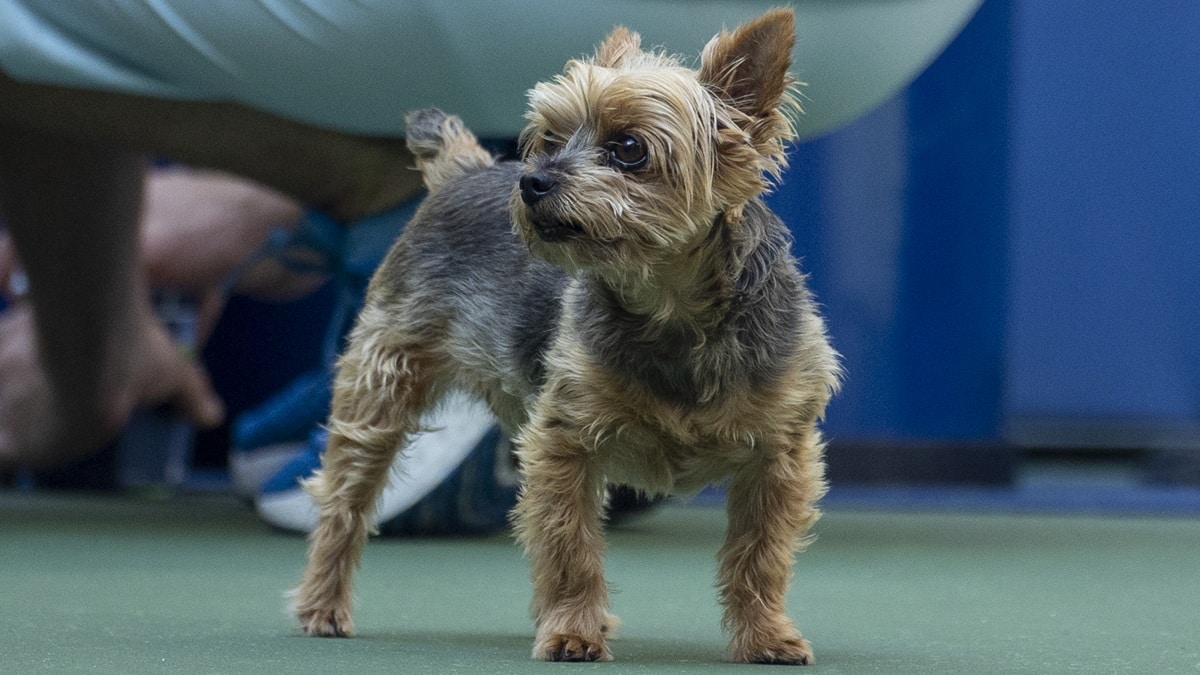 Serena Williams' Dog Christopher 'Chip' Rafael Nadal: Age, Breed & More ...