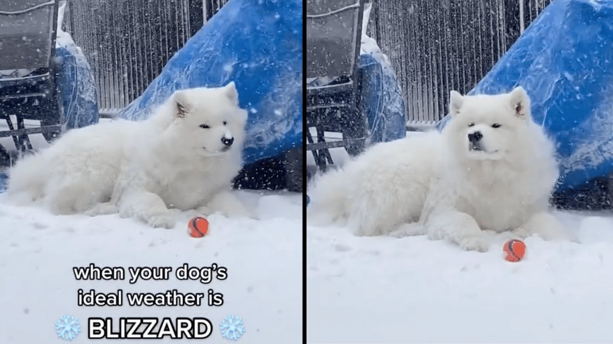 Video: Dog's 'Ideal Weather' Is Not What You Will Expect - DogTime