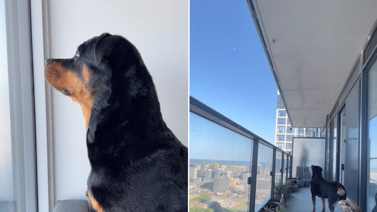 Dog's Unreal Obsession With the Moon Compiled in Video - DogTime