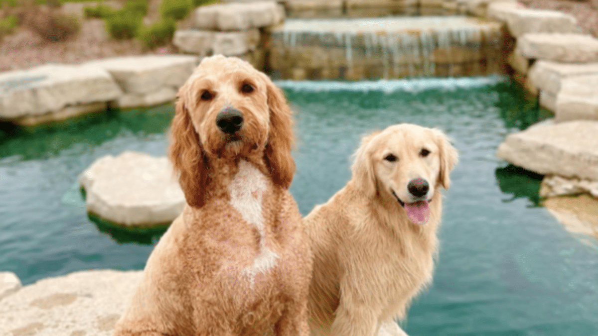 JJ Watt's Dog Tex: Breed, Age, and More - DogTime