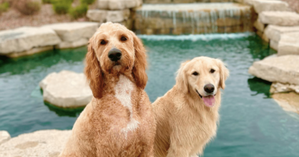 JJ Watt's Dog Tex: Breed, Age, and More - DogTime