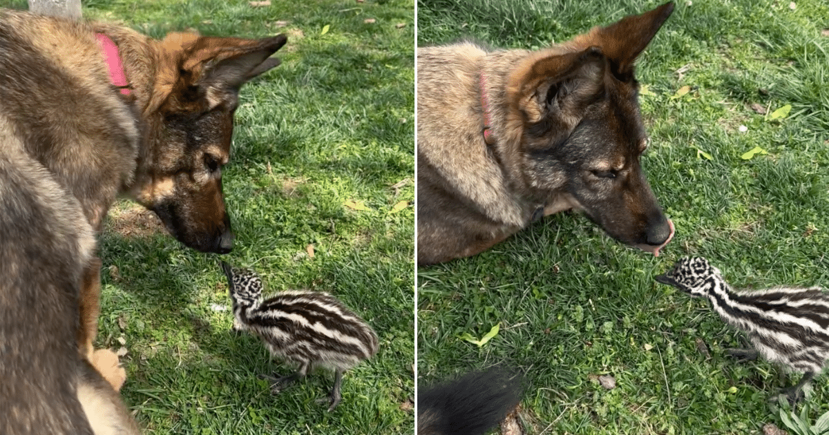 Big Dog Mothers Emu Chick in Heartwarming Video - DogTime