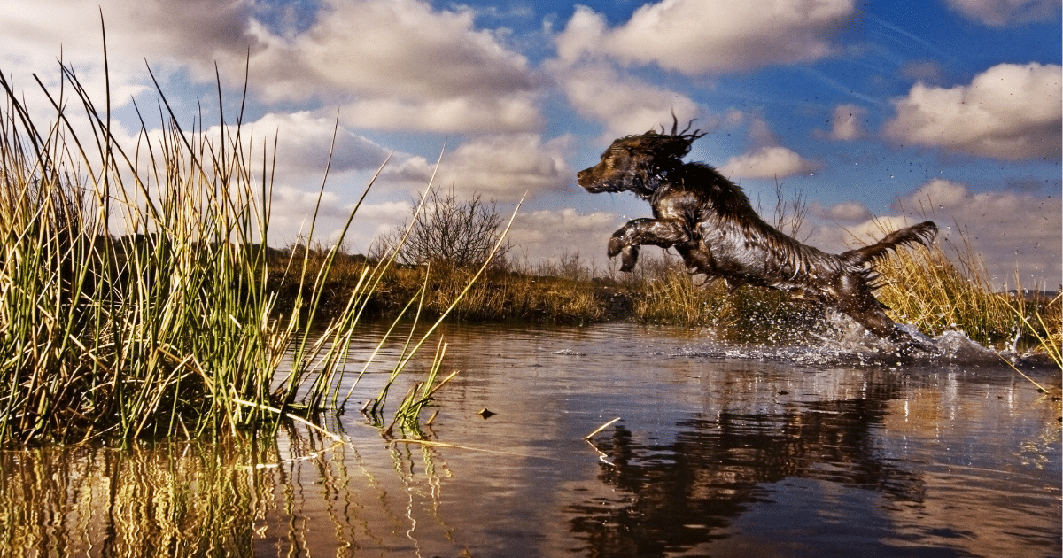Florida Dog With Whole Head in Gator's Jaws Dramatically Saved by Owner ...