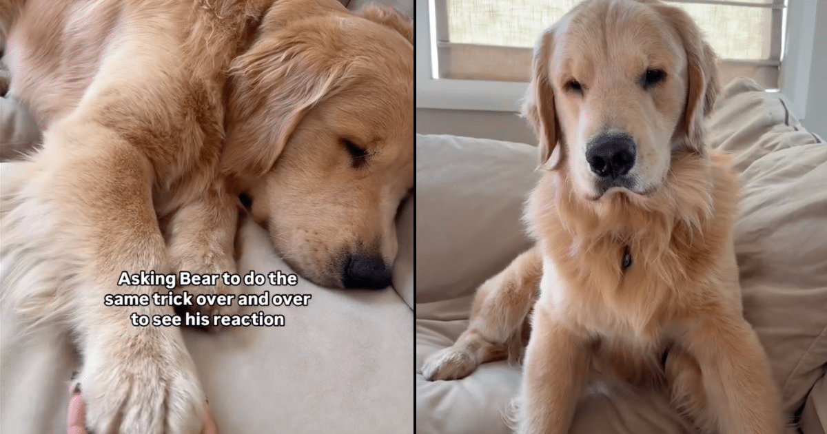 Video: Dog Reacts To Being Asked To Do the Same Trick Multiple Times ...