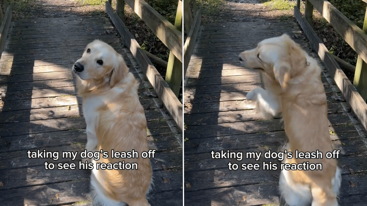 Video Captures What Dog Does the Moment He Is off Leash - DogTime