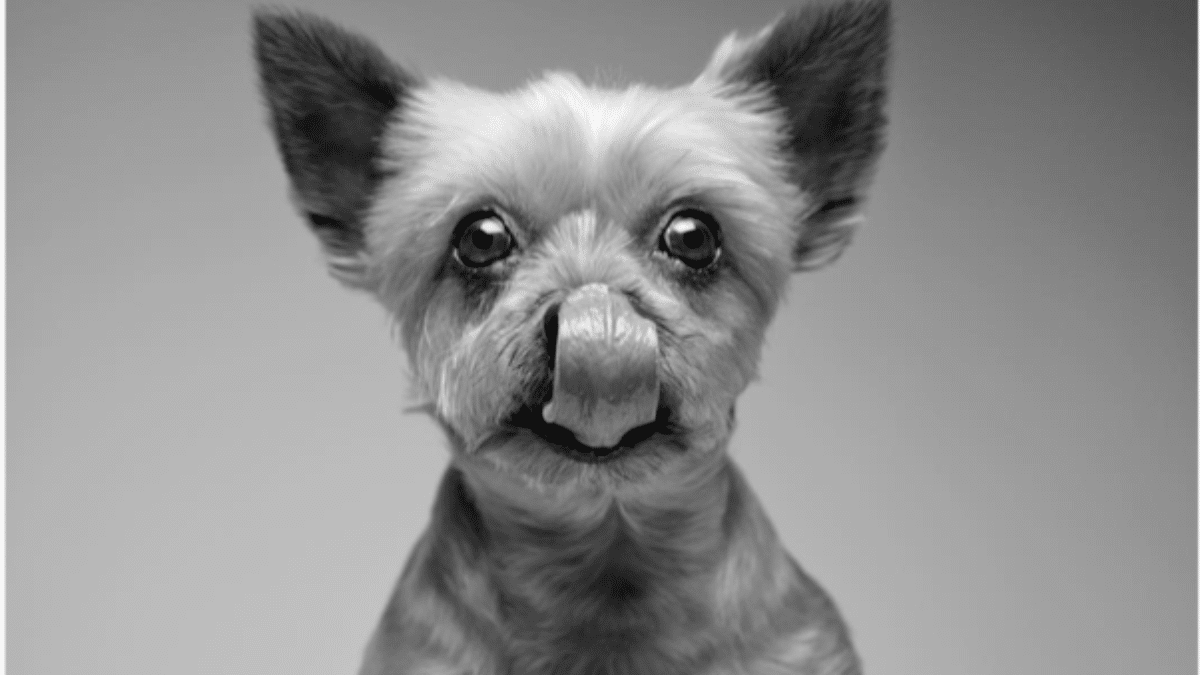 Simon Cowell's Dog Squiddly: Breed, Age, and More - DogTime