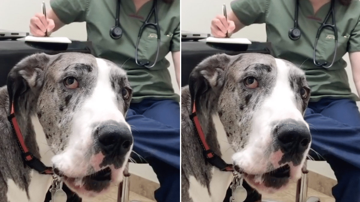 Video: Dog's Reaction to Vet Calling Her 'Obese' Goes Viral - DogTime