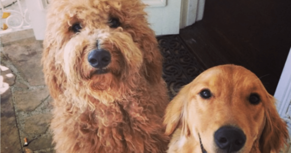 Adam Levine and Behati Prinsloo's Dog Charlie: Breed, Age, and More ...