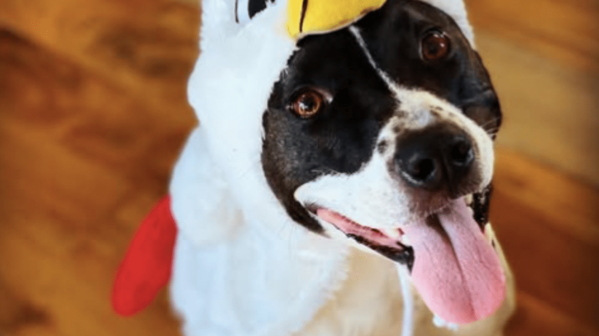 Adrien Brody's Dog Chicken: Breed, Age, and More - DogTime