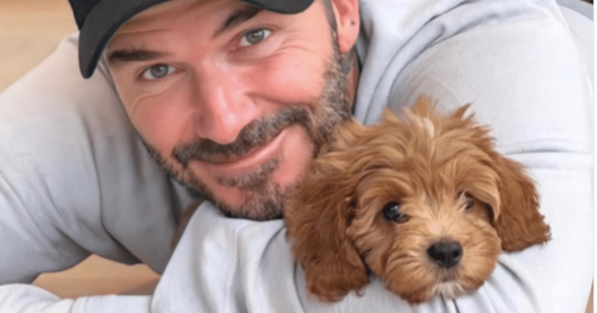 David and Victoria Beckham's Dog Simba: Breed, Age, and More - DogTime