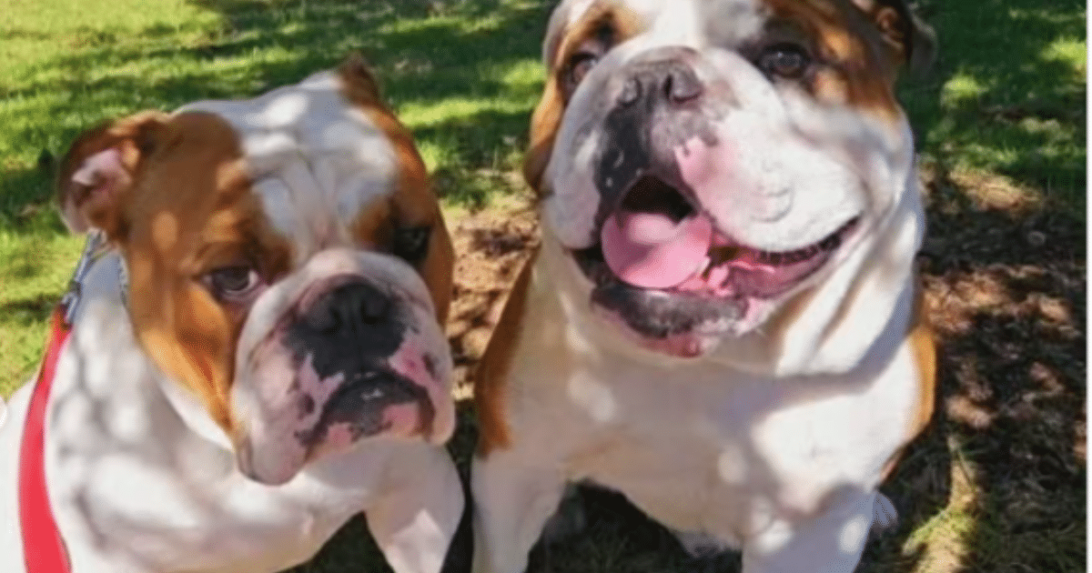 Ice-T's Dog Titan: Breed, Age, and More - DogTime