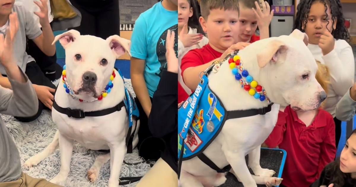 Video: Deaf Therapy Dog Gets 'Favorite Song' Sung in Sign Language