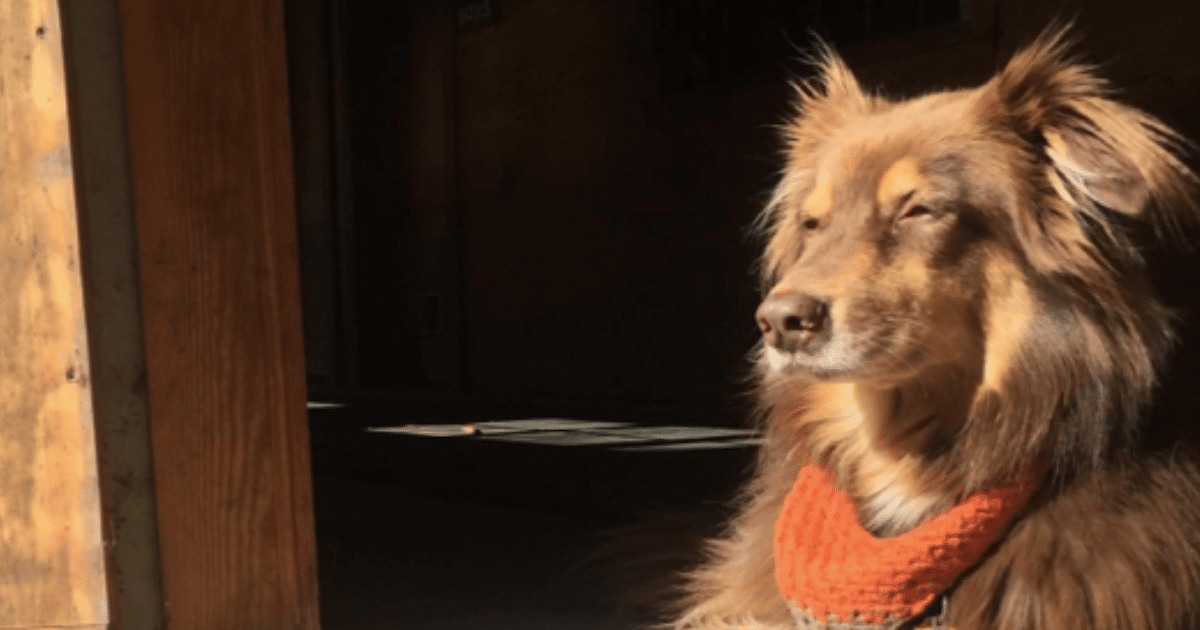 Amanda Seyfried's Dog Finn: Breed, Age, and More - DogTime