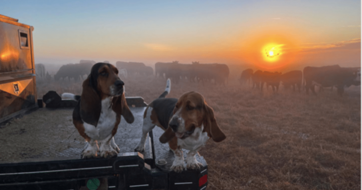 Ree Drummond's Dog Fred: Breed, Age, and More - DogTime