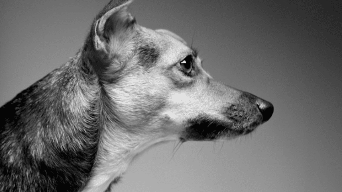 Simon Cowell's Dog Daisy: Breed, Age, and More - DogTime