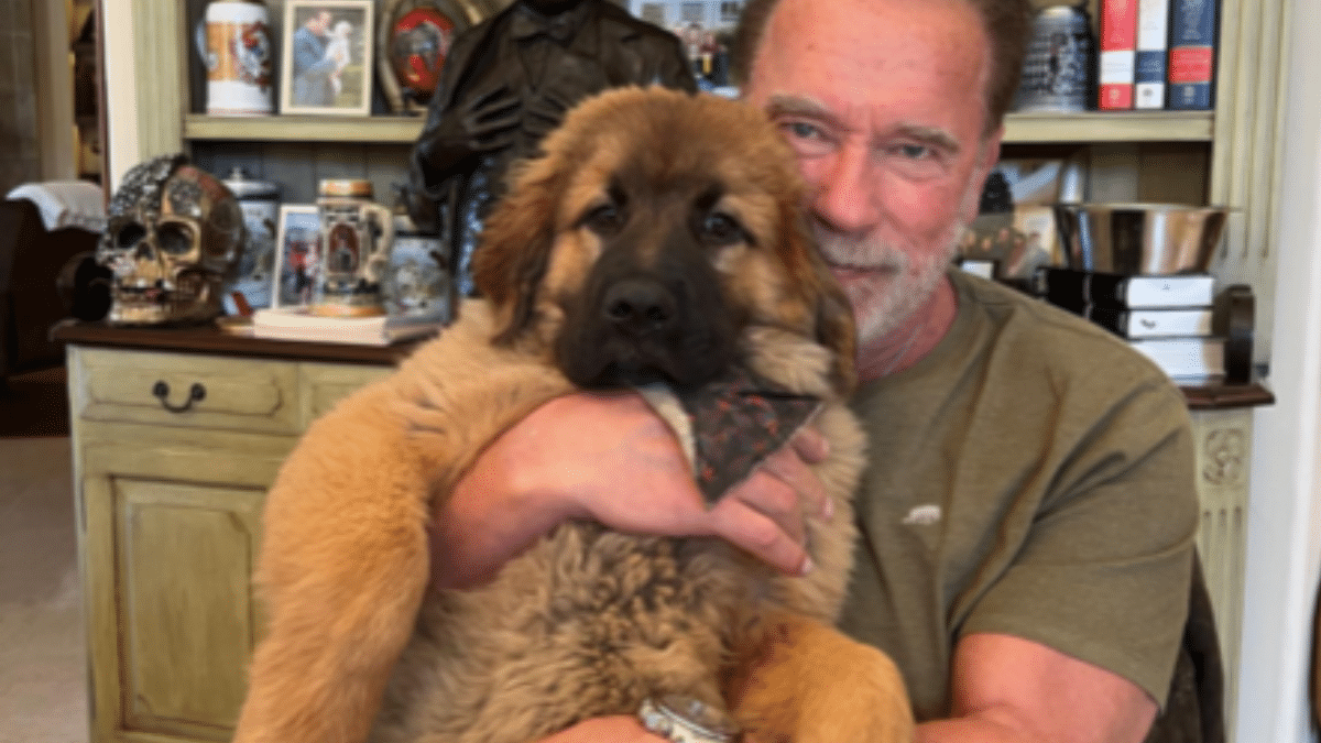 Arnold Schwarzenegger's Dog Schnitzel: Breed, Age, and More - DogTime