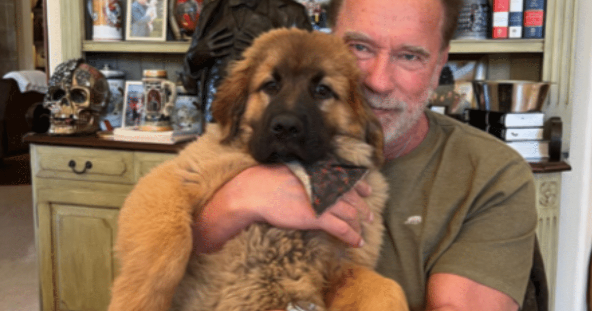 Arnold Schwarzenegger's Dog Schnitzel: Age and Breed Revealed ...
