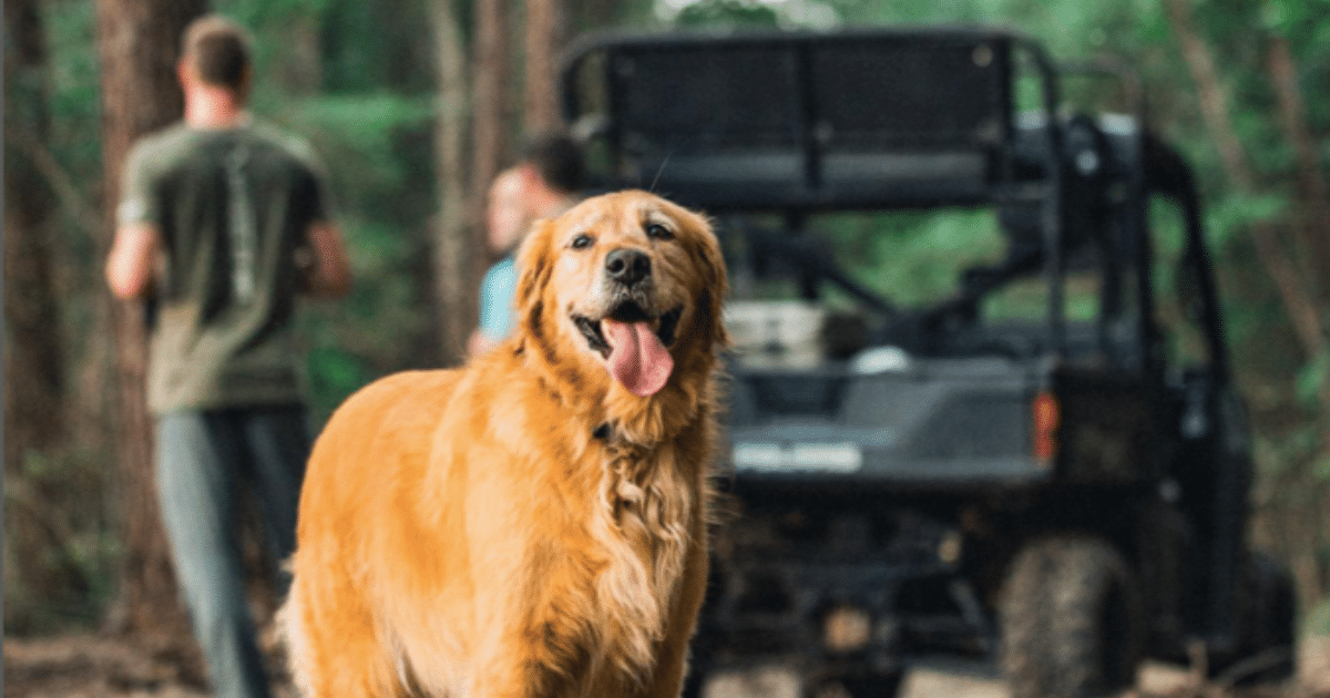 Carson Wentz's Dog Henley: Breed, Age, and More - DogTime