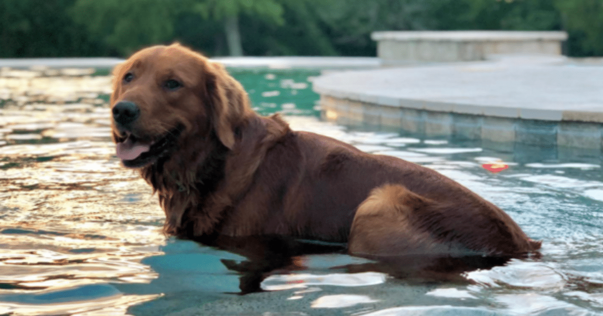 Carson Wentz's Dog Jersey: Breed, Age, and More - DogTime
