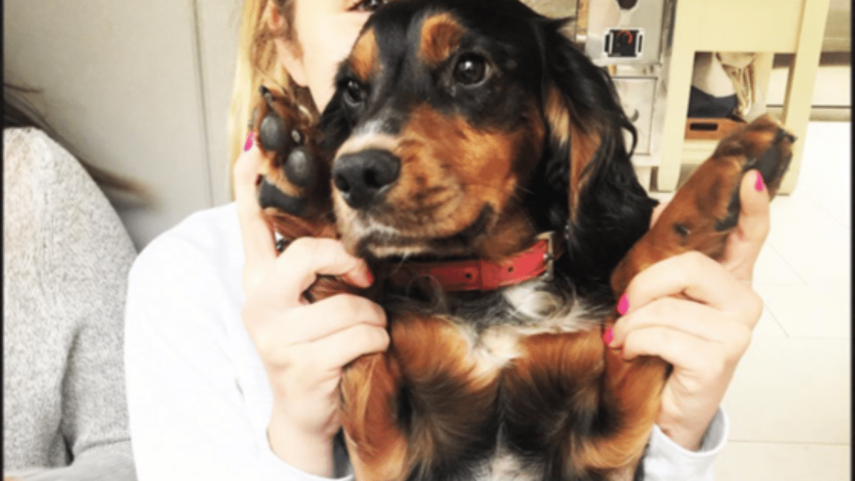 Gordon Ramsay's Dog Bruno: Breed, Age, and More - DogTime Gordon Ramsay's Dog Bruno: Breed, Age, and More - DogTime