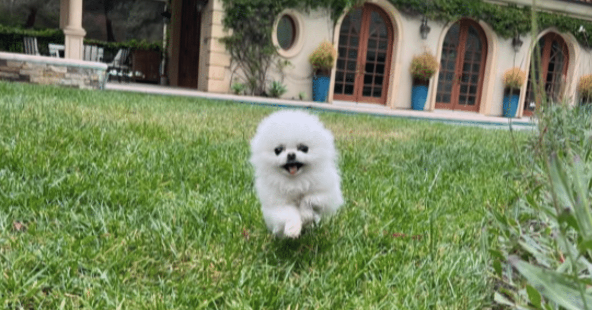 Paris Hilton's Dog Ether Reum: Breed, Age, and More - DogTime
