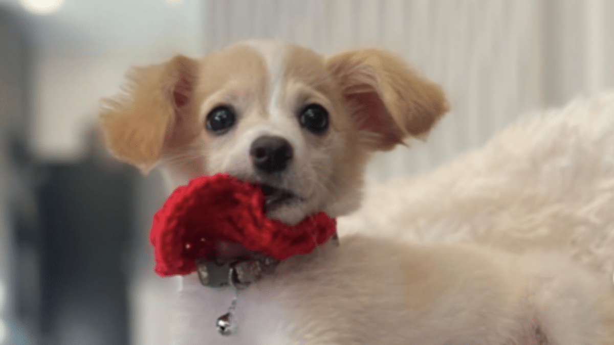 Glen Powell's Dog Brisket: Breed, Age, and More - DogTime