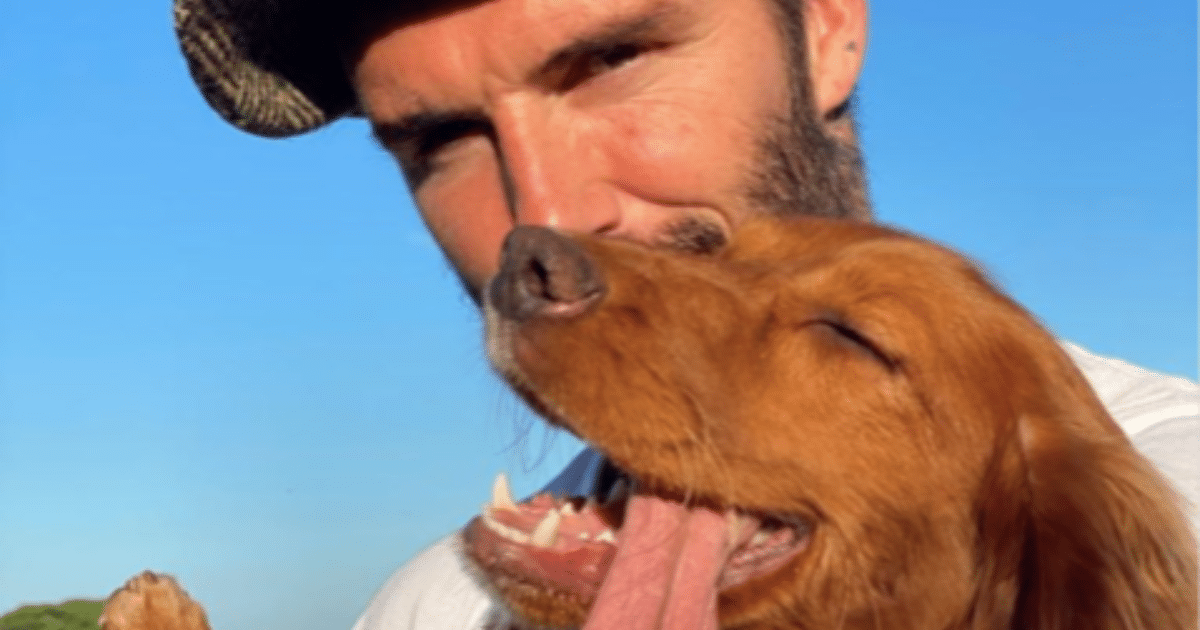 David and Victoria Beckham's Dog Sage: Breed, Age, and More - DogTime