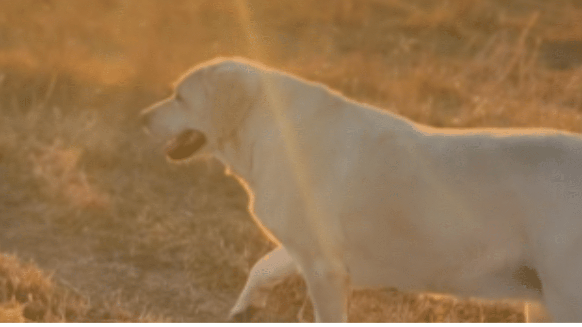 Ree Drummond's Dog Lucy: Breed, Age, and More - DogTime
