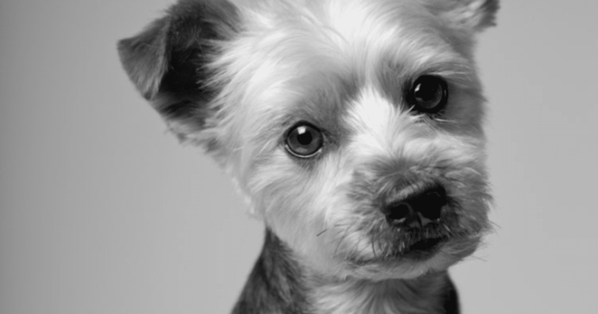 Simon Cowell's Dog Freddie: Breed, Age, and More - DogTime