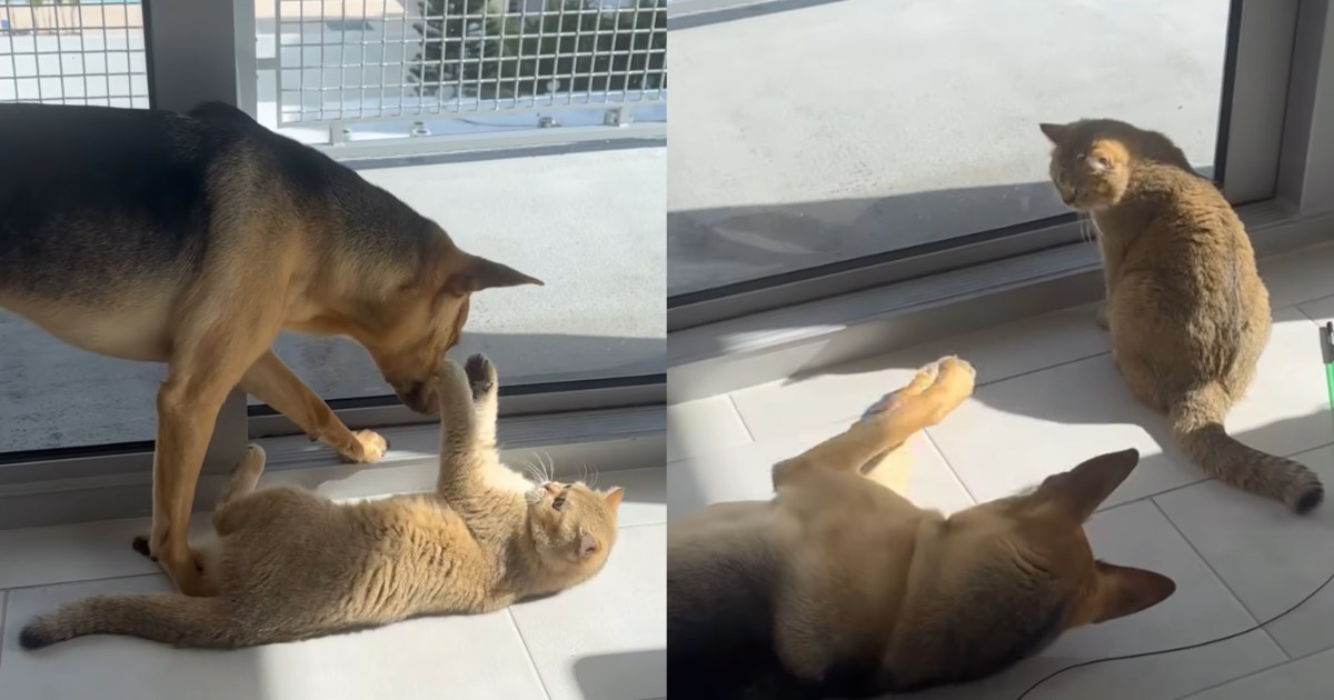 Video of Rescue Dog's Playtime With Cat Ends With a Cute Surprise