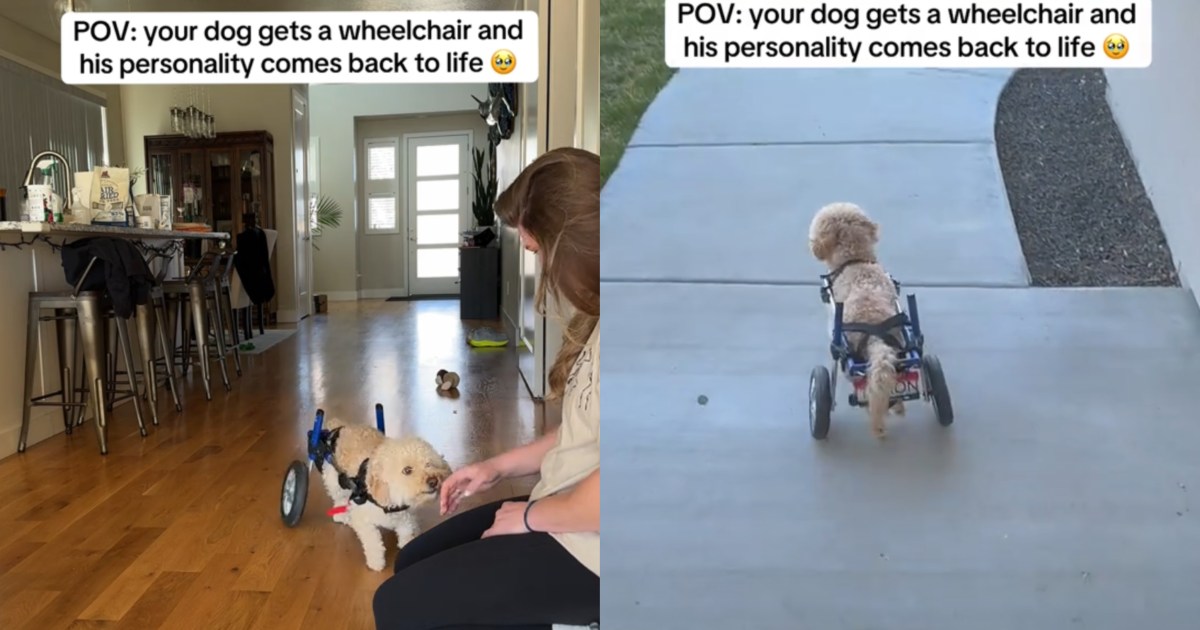 Video: Paralyzed Dog Can't Stop Zooming Around in New Wheelchair