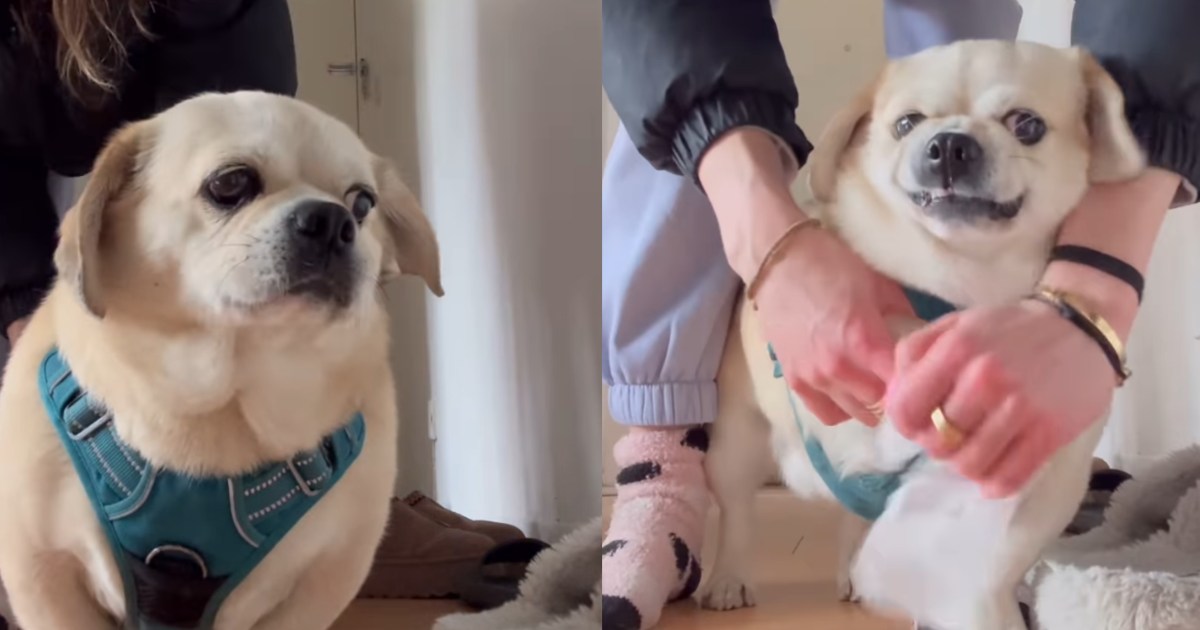 Video: Dog Is a 'Grumpy Guy' While Getting His Paws Cleaned