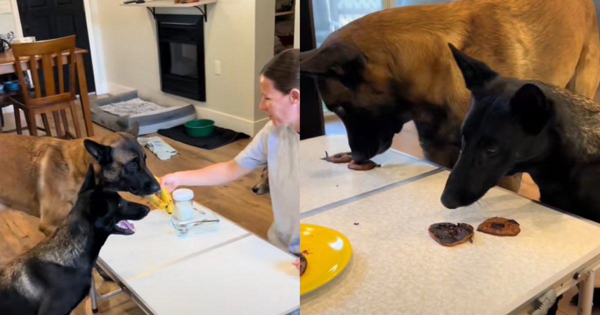 Video: Dogs Turn Into Sous-Chefs To Help Owner in Treat-Making