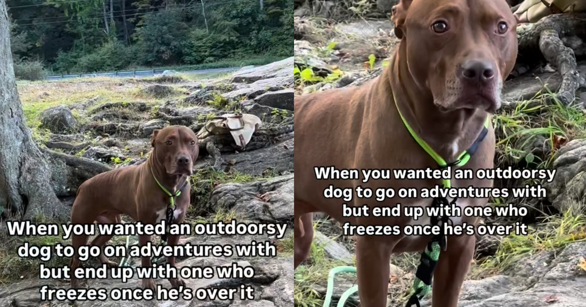 Video: 'Introvert' Dog Forced To Attend Social Events Has a Relatable ...