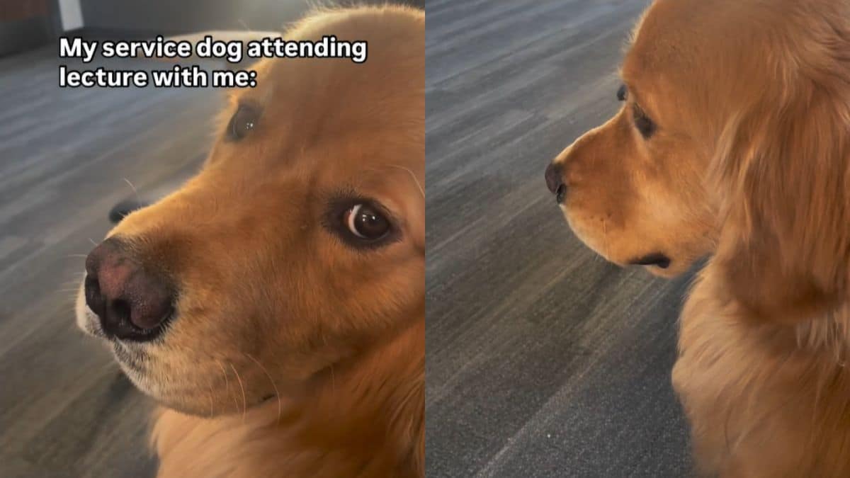 Video: Service Dog Is a College Student Attending Lecture With Owner
