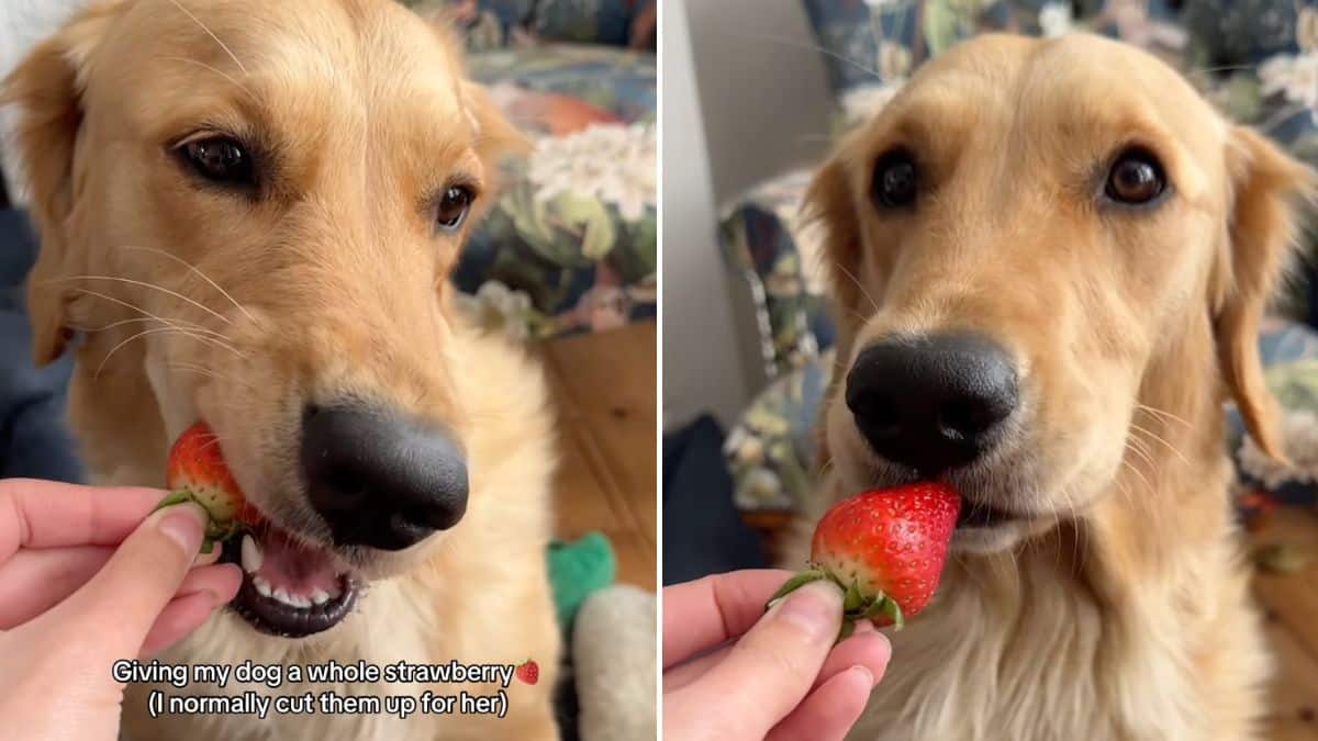 Dog Eating a Whole Strawberry Results in Hilarious Video - DogTime