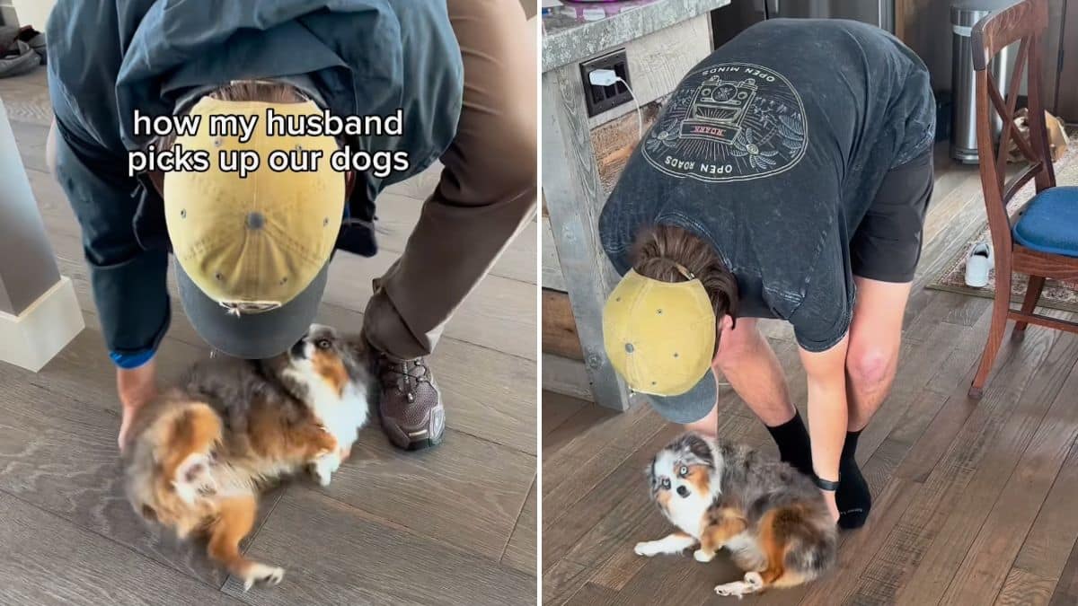 Dog Dad Scoops Pups up Like Potatoes in Hilarious Video - DogTime