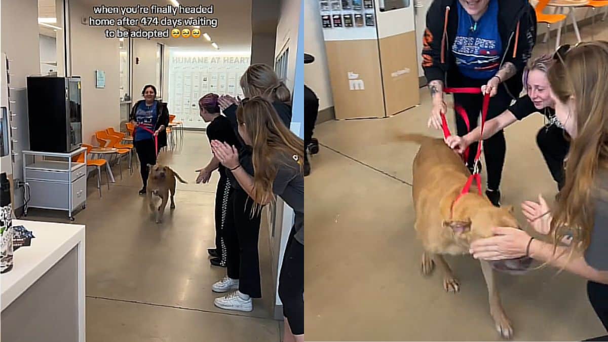 'Paws In' TikTok Challenge Goes Viral Among Dog Owners