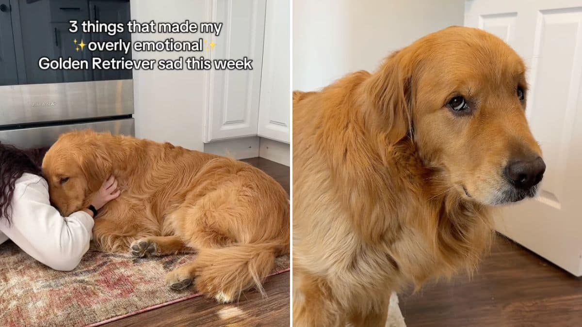 Video of 'Overly Emotional' Dog Getting Sad About Everything Goes Viral