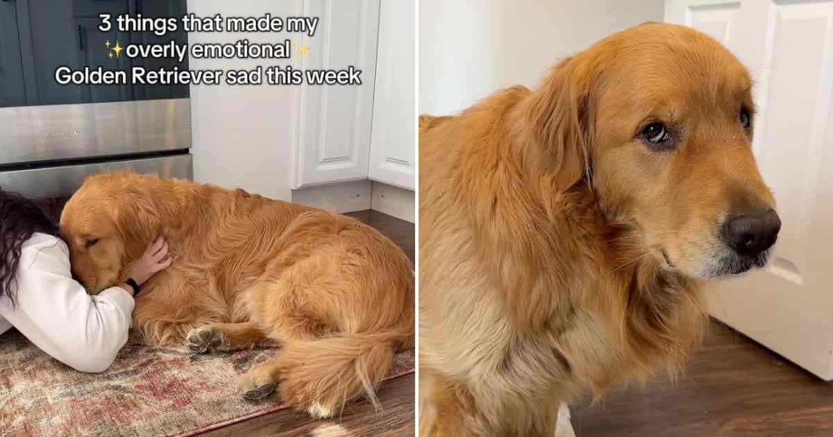 Video of 'Overly Emotional' Dog Getting Sad About Everything Goes Viral