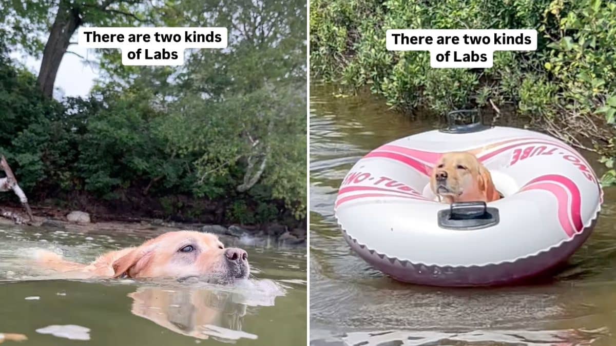 Video Reveals Stark Difference Between 2 Dogs' Swimming Styles - DogTime